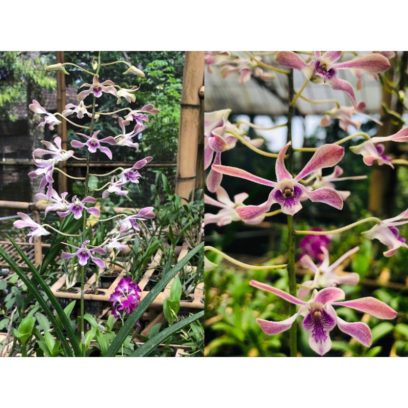 Jual Dendrobium spesies mini bunga rimbun | Shopee Indonesia