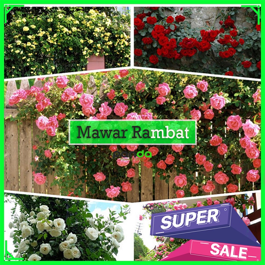 Jual Mawar Import - Tanaman Mawar Rambat Ukuran Remaja - Climbing Rose ...