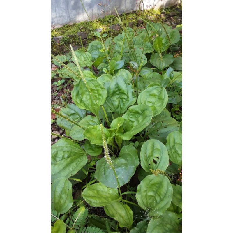 Jual Daun sendok/Daun kiurat | Shopee Indonesia