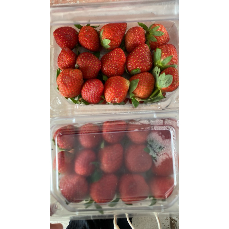 Jual strobery/strawberry per pack | Shopee Indonesia