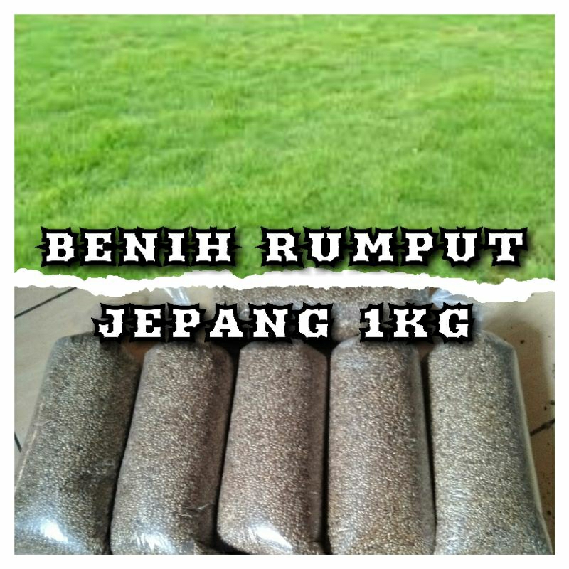 Jual Benih Rumput jepang 1Kg - promo | Shopee Indonesia