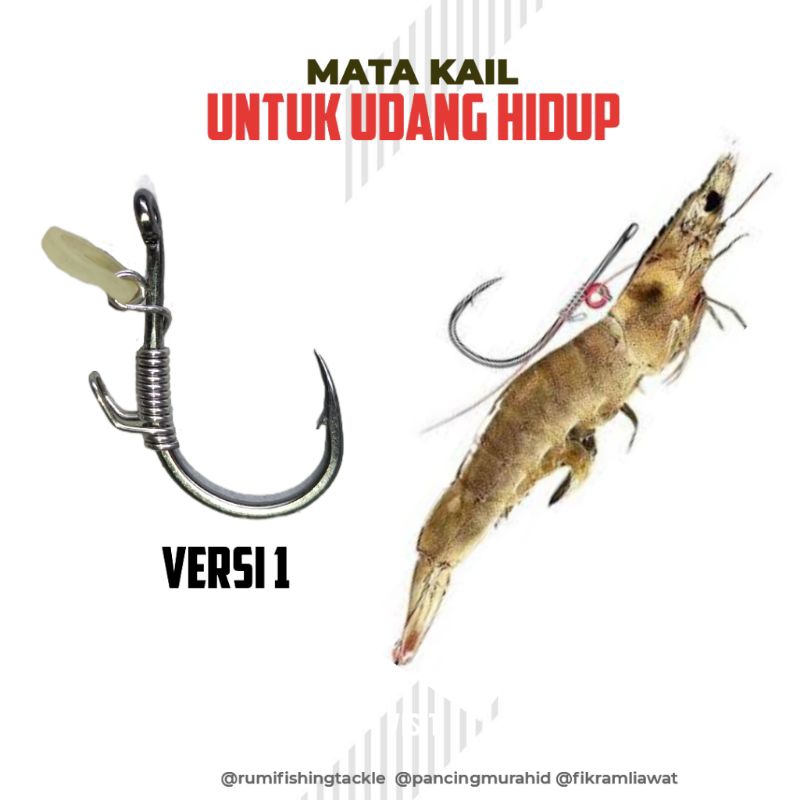 Jual Mata Kail Udang Hidup | Shopee Indonesia