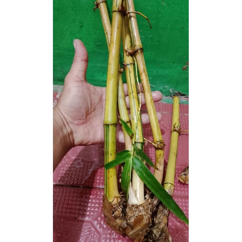 Jual bambu kuning 1 pohon | Shopee Indonesia