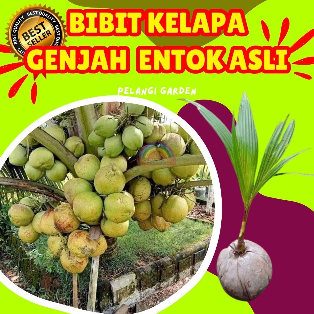Jual BIBIT UNGGUL..! Benih Kelapa Genjah Entok Super Besar | Shopee ...