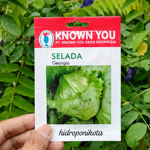 Jual KYS - Benih Selada Head Lettuce GEORGIA isi 1 gram - Benih Lettuce ...
