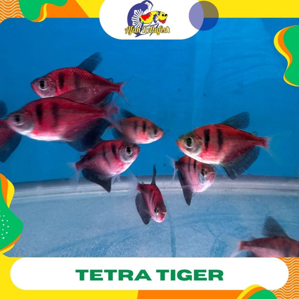 Jual IKAN TIGER TETRA WARNA WARNI MENTERENG HARGA SATUAN | Shopee Indonesia