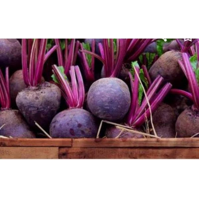 Jual Buah bit/beet root 1kg | Shopee Indonesia