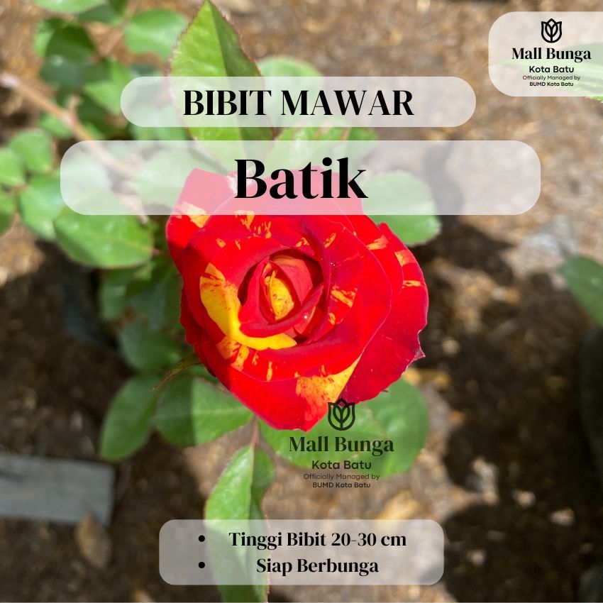 Jual Bibit Tanaman Bunga Mawar Batik Siap Berbunga 20-30 cm | Shopee ...