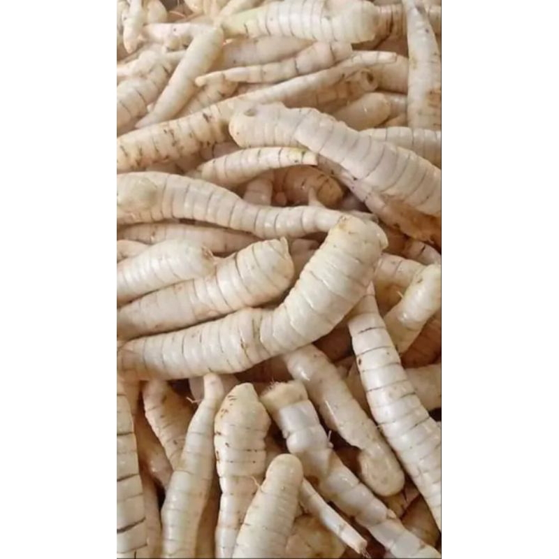 Jual umbi Garut premium 1kg | Shopee Indonesia