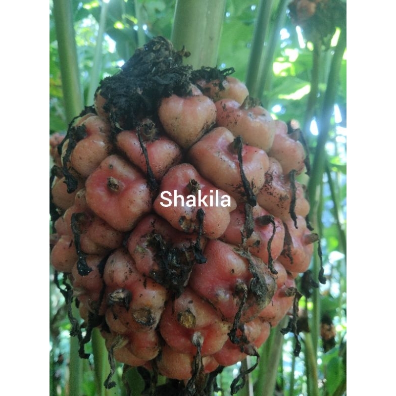 Jual buah kecombrang atau buah honje yang banyak manpaatnya bagi ...
