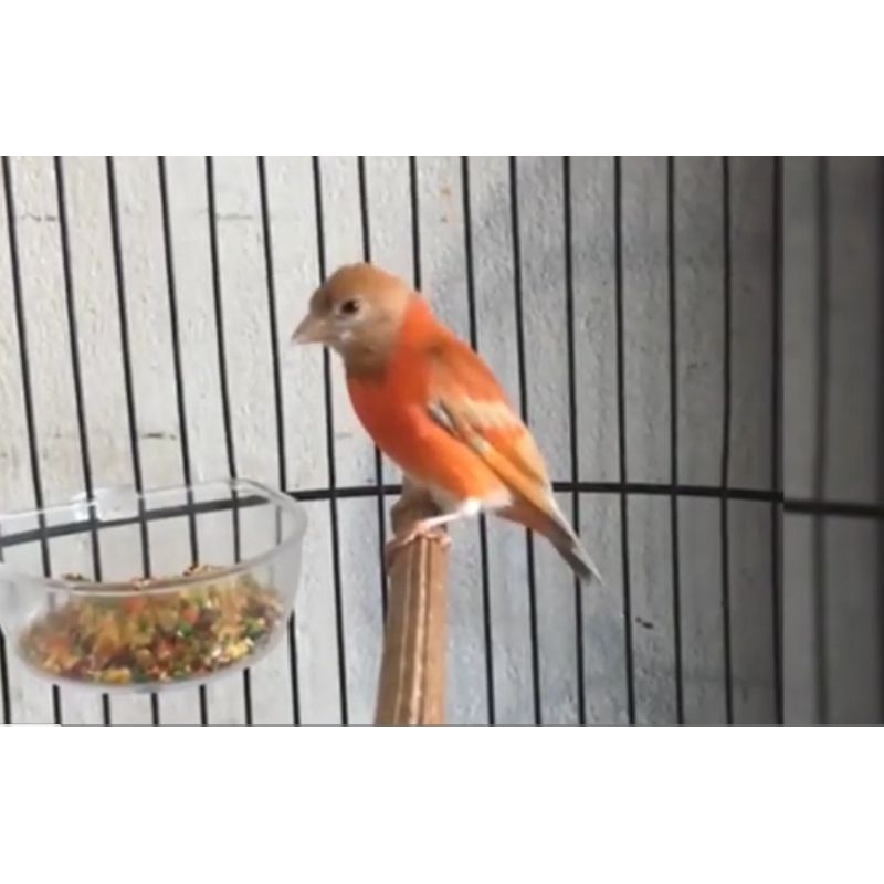 Jual BURUNG RED SISKIN DOUBLE DILUTE JANTAN | Shopee Indonesia