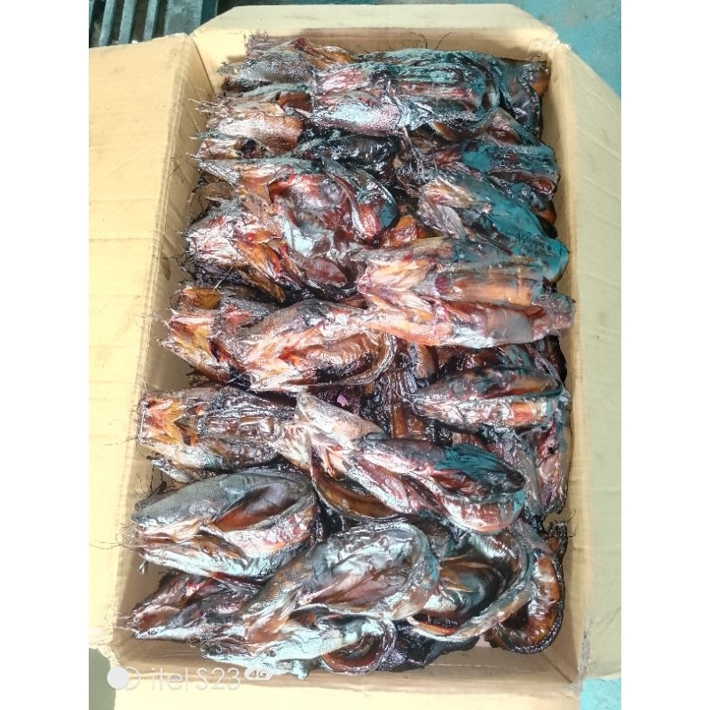 Jual LELE SALE / IKAN LELE ASAP 500GRAM BERKUALITAS | Shopee Indonesia