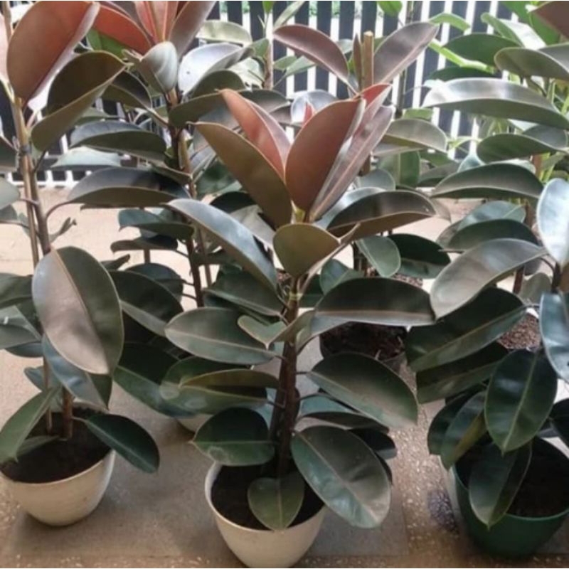 Jual Karet kebo merah - Tanaman karet kebo | Shopee Indonesia