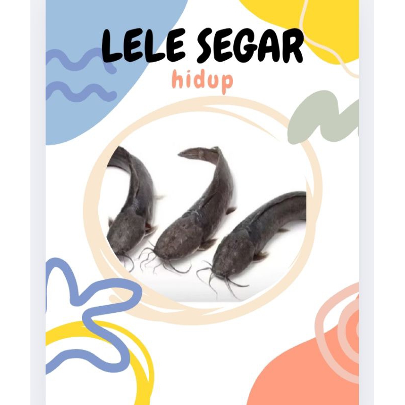 Jual Lele Segar / Ikan Lele Segar (Bukan Frozen) | Shopee Indonesia