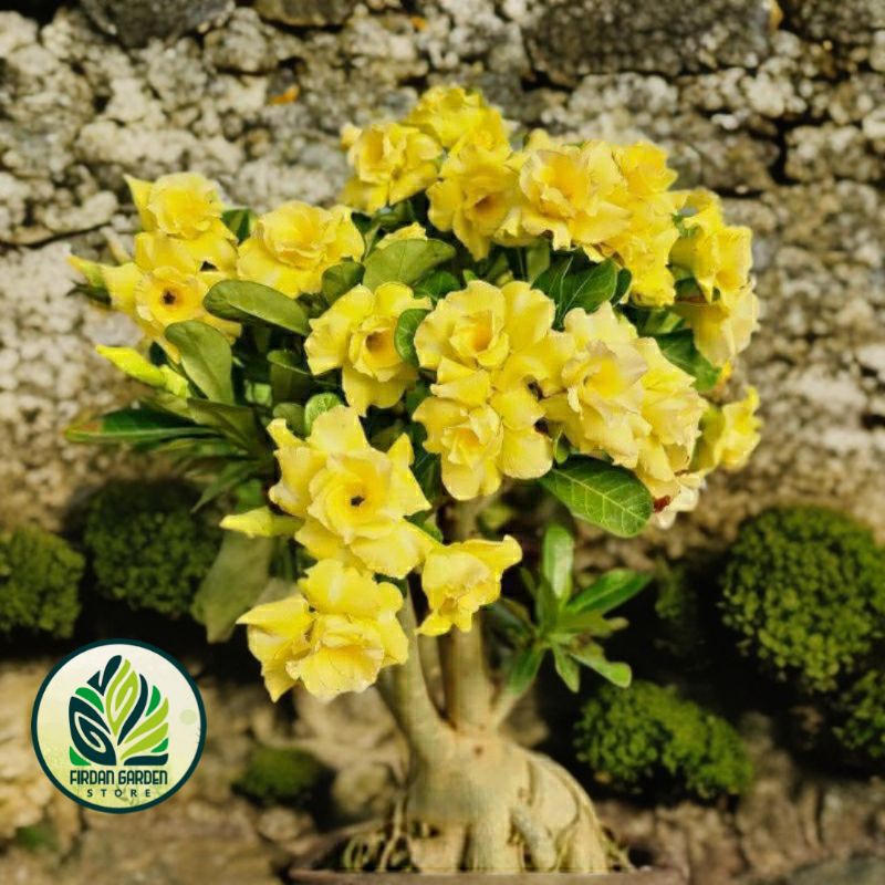 Jual F.G.S Tanaman Hias Hidup Pohon Adenium Kamboja Jepang Bunga Tumpuk ...