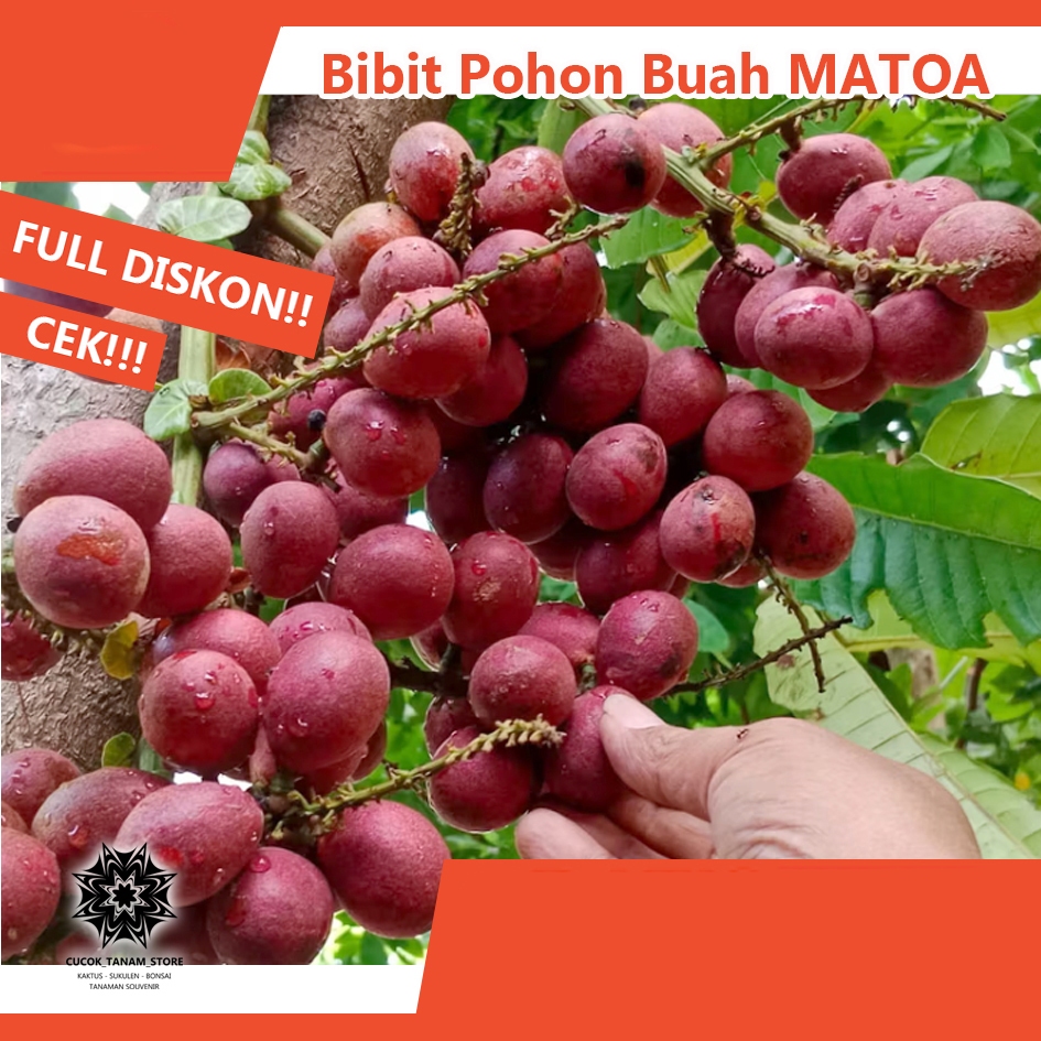Jual Bibit Pohon Matoa (dari biji) | Shopee Indonesia