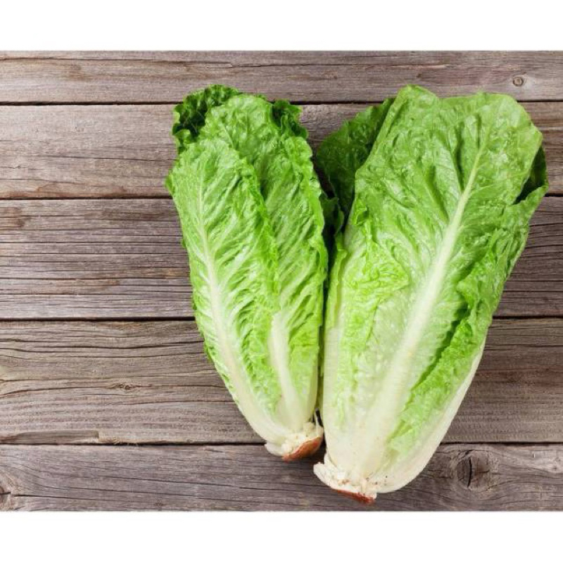 Jual Sayur Romaine Lettuce Organik 250 Gram | Shopee Indonesia
