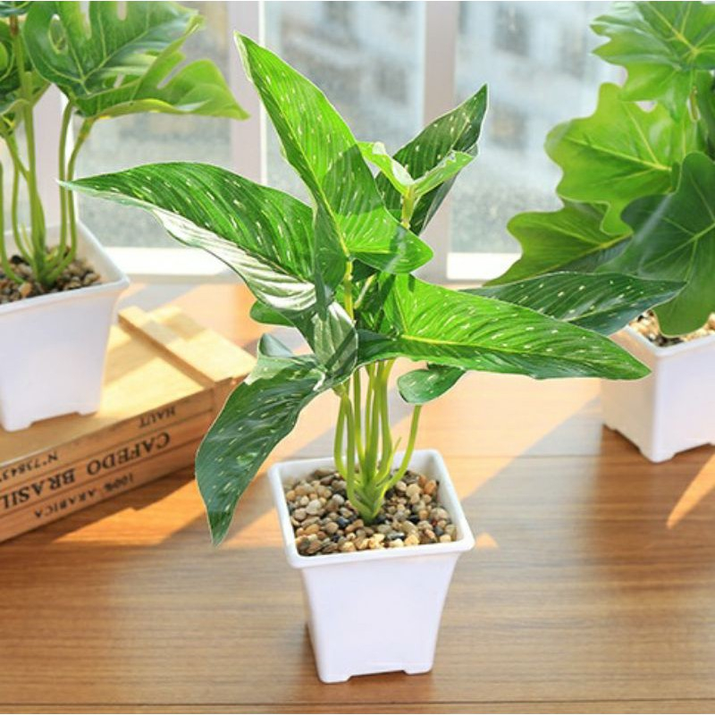 Jual Keladi Beras Tumpah Aglaonema Bintik Putih Tanaman Hias Dekorasi ...