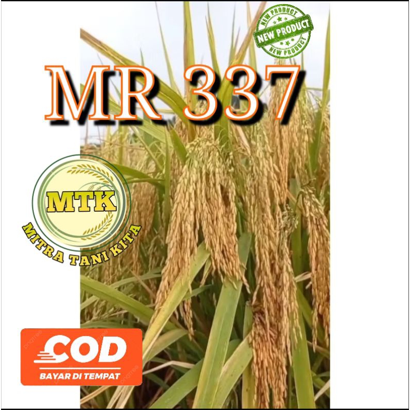 Jual BENIH PADI MR 337 SUPER KEMASAN 5KG | Shopee Indonesia