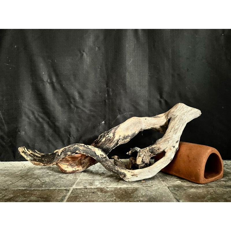 Jual Santigi Laut/ Stigi Laut (Pemphis Acidula) | Shopee Indonesia