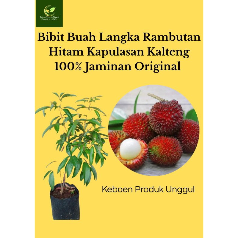 Jual Bibit Rambutan Hitam Langka Kapulasan Khas Kalimantan Tengah ...