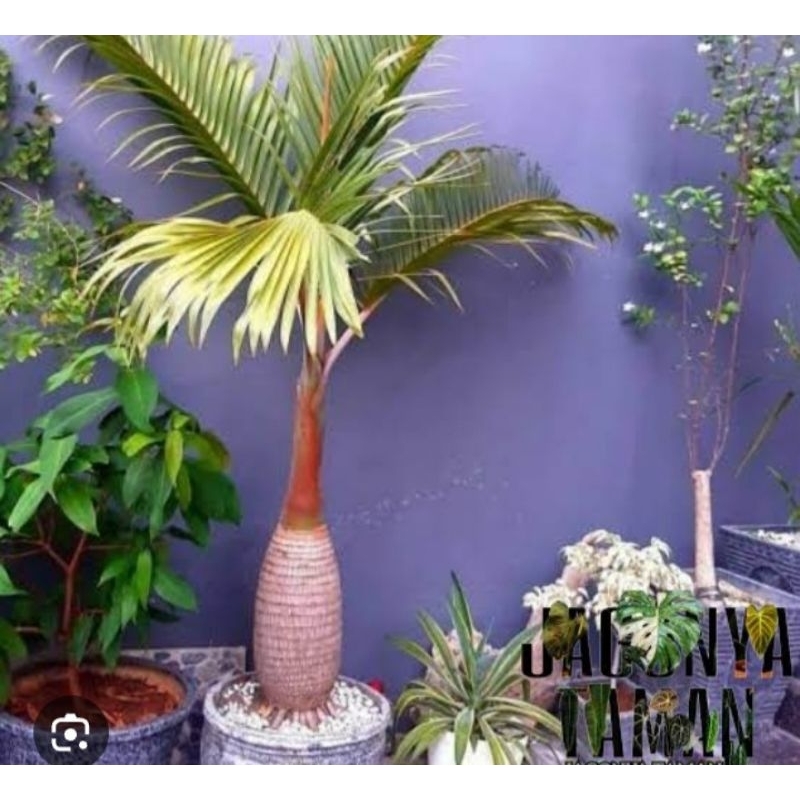 Jual Bibit Palem BOTOL Tanaman Hias Unik | Shopee Indonesia