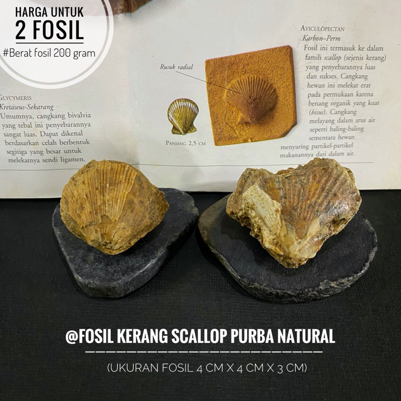 Jual Fosil Kerang Scallop Purba Natural B31 atau Fosil Keong atau ...