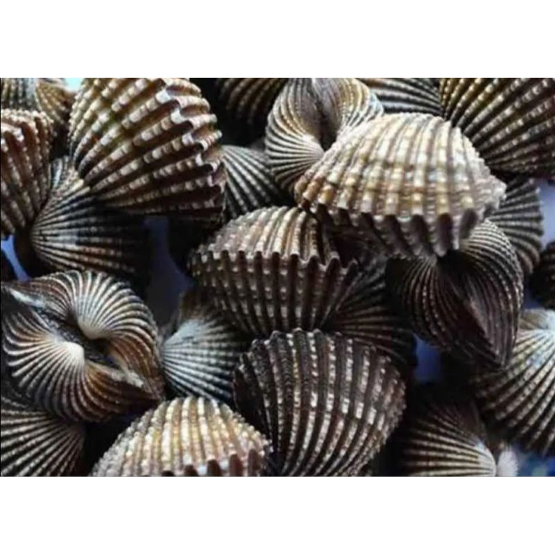 Jual Kerang segar fresh pasar flamboyan 500gram | Shopee Indonesia