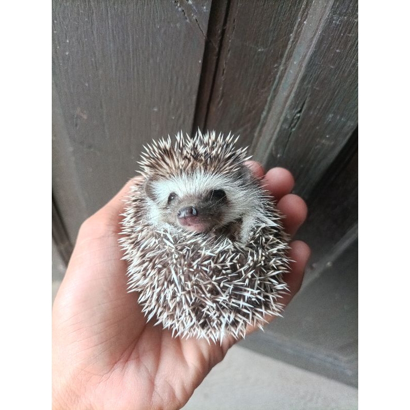 Jual landak mini | Shopee Indonesia