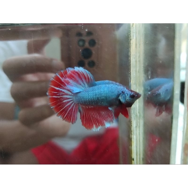 Jual HM Merah Biru (SEDIA PLAKAT, HIAS, GIANT, AVATAR) | Shopee Indonesia