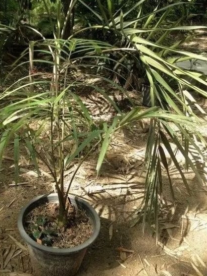 Jual Benih Langka / Biji Palem / Palm Seed: Orania palindan | Shopee ...