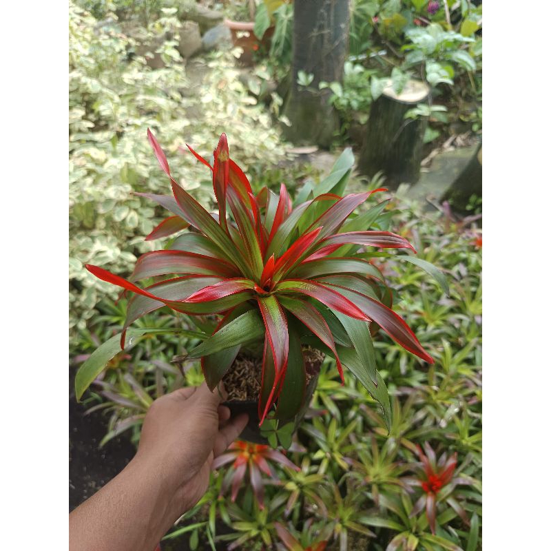 Jual Tanaman Hias Bromelia Guzmania mutasi bunga merah | Shopee Indonesia