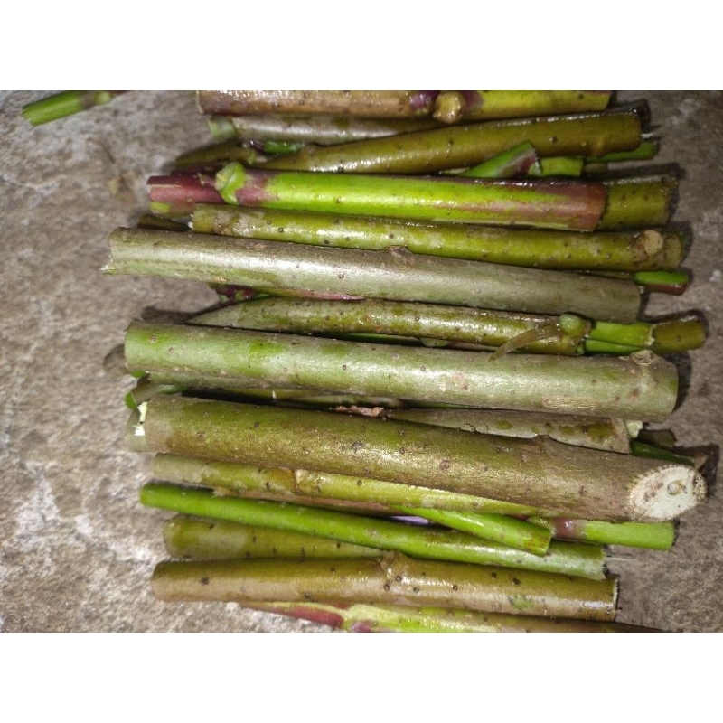 Jual BIBIT TELO PAPUA VIRAL 25CM | Shopee Indonesia