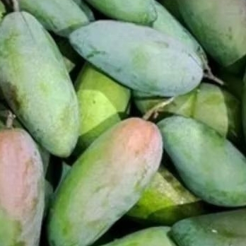 Jual buah mangga kiojay mentah fresh kriuk manis asem segar 600 ...