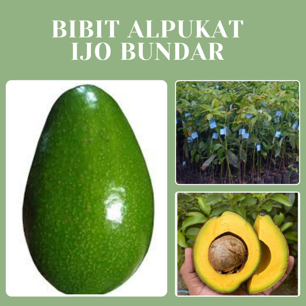 Jual Bibit Alpukat Ijo Bundar Tinggi 50–100 cm | Buah Bulat Besar, Rasa ...