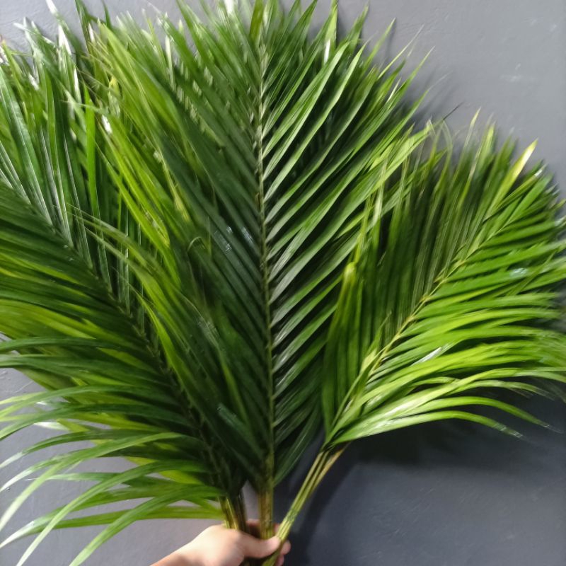 Jual Daun Palem Segar Daun Asli (daun potong segar jakarta) | Shopee ...