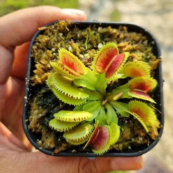 Jual Tanaman Karnivora Pemakan Serangga Venus Fly Trap "SAWTOOTH" | Shopee Indonesia
