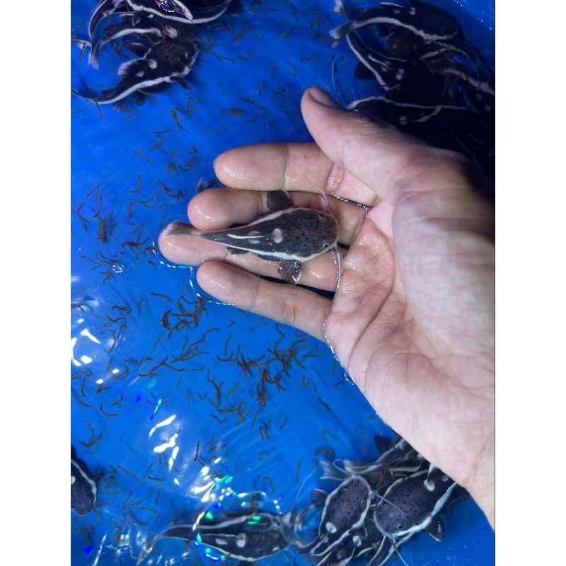 Jual Hiasan Aquarium RTC Short Body LANGKA (GARANSI 100%) | Shopee ...