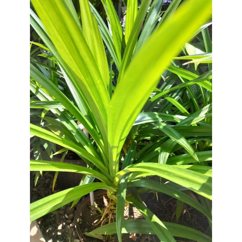 Jual Daun Pandan Wangi 1 Ikat ( isi Sekitar 20 Lembar ) | Shopee Indonesia