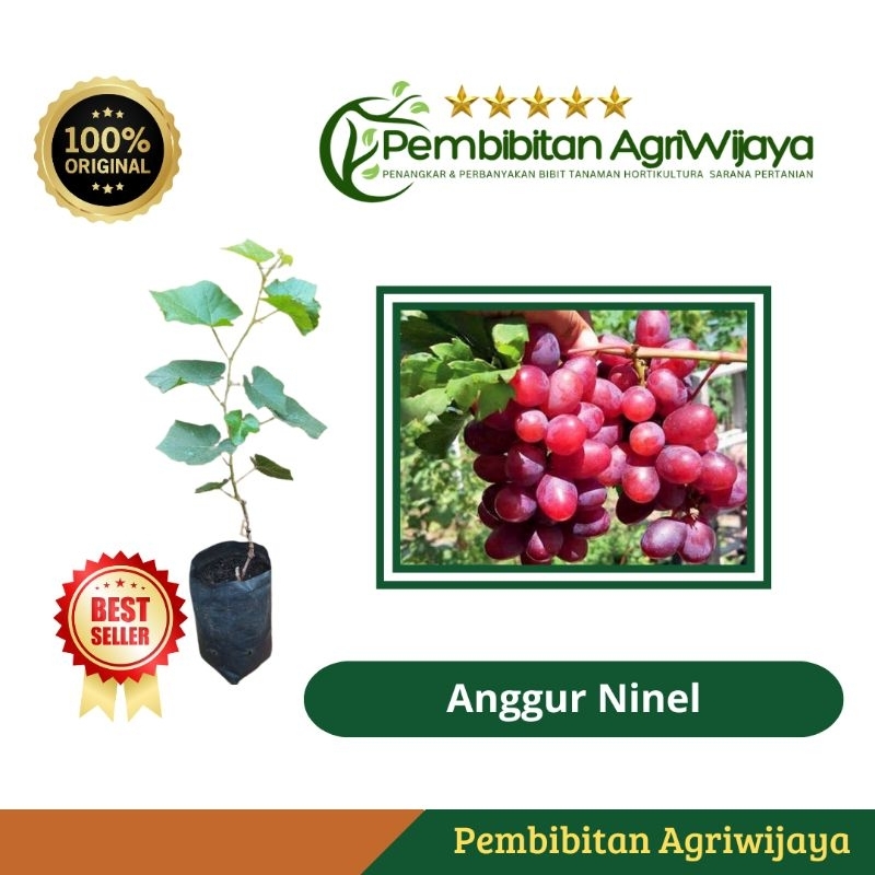 Jual Bibit Anggur Ninel Varietas unggul sambung Original Okulasi ...