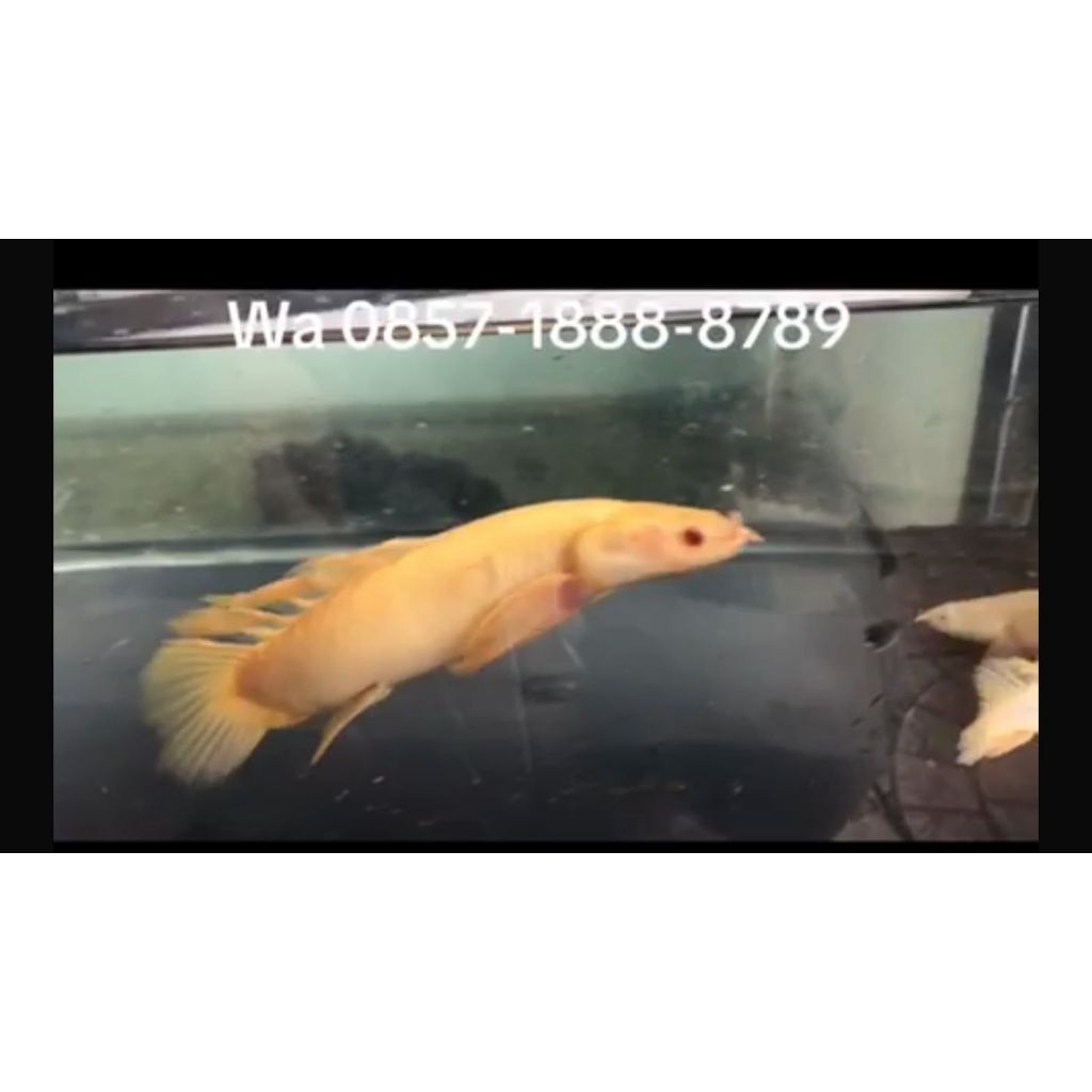 Jual PALMAS SENEGALUS ALBINO SLAYER SEMI SHORTBODY (RARE) | Shopee ...