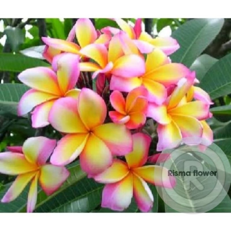 Jual POHON BUNGA KAMBOJA BALI TRI COLOR ( STEK BATANG ASLI ) / TANAMAN ...