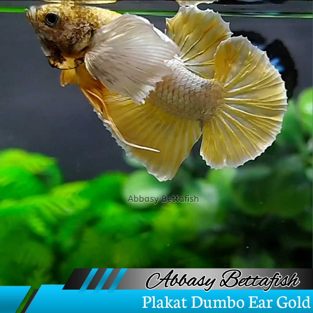 Jual Plakat Dumbo Ear Gold Male ( Real Pictures) | Shopee Indonesia