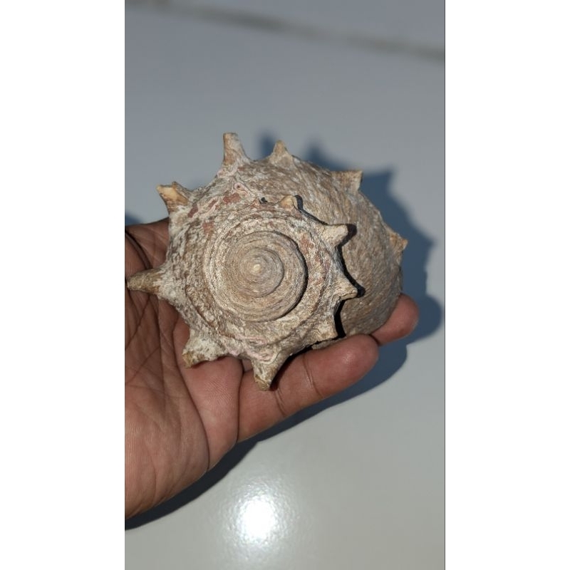Jual Cangkang siput laut, turbo sazae atau cornutus, bisa untuk ...