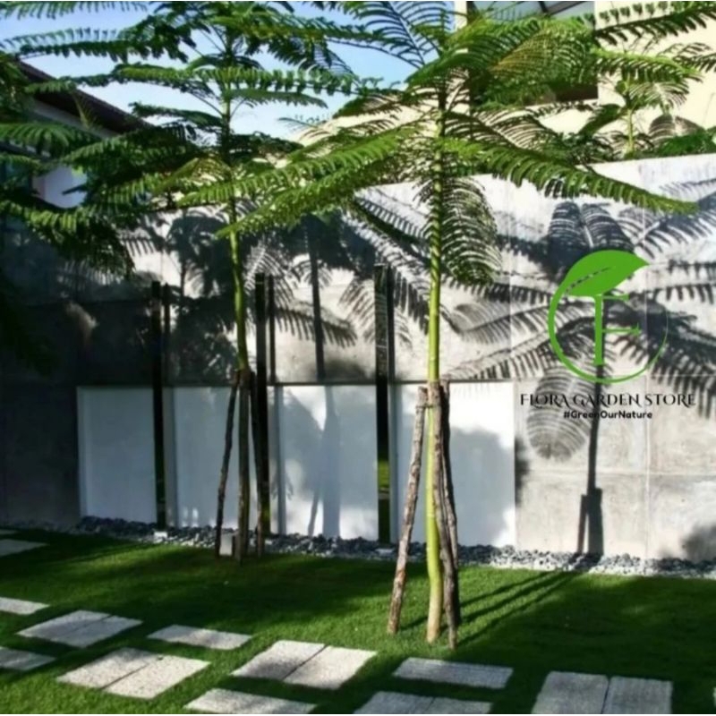 Jual Tanaman Hias Pakis Brasil Solobium Tinggi 4 meter - Pakis Brazil ...