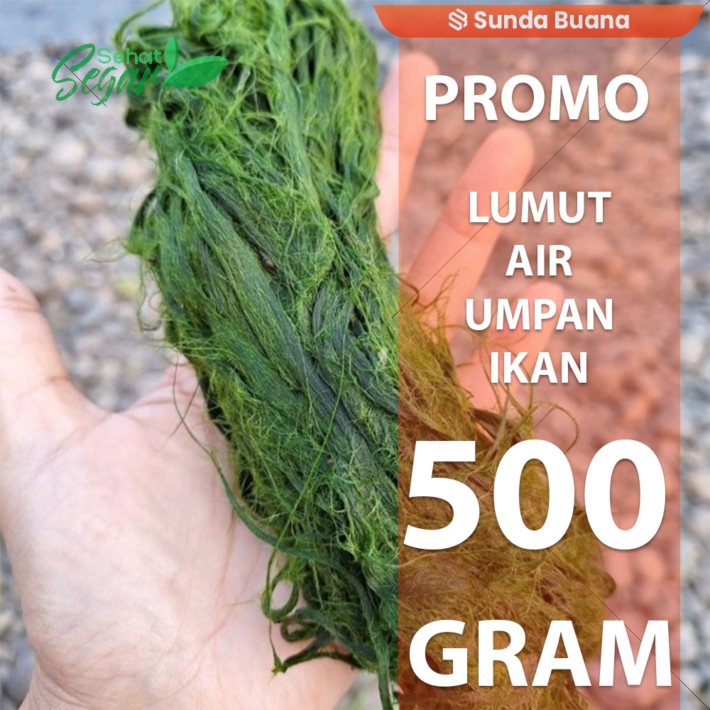 Jual Lumut air umpan pancing 500 gram segar fresh | Shopee Indonesia