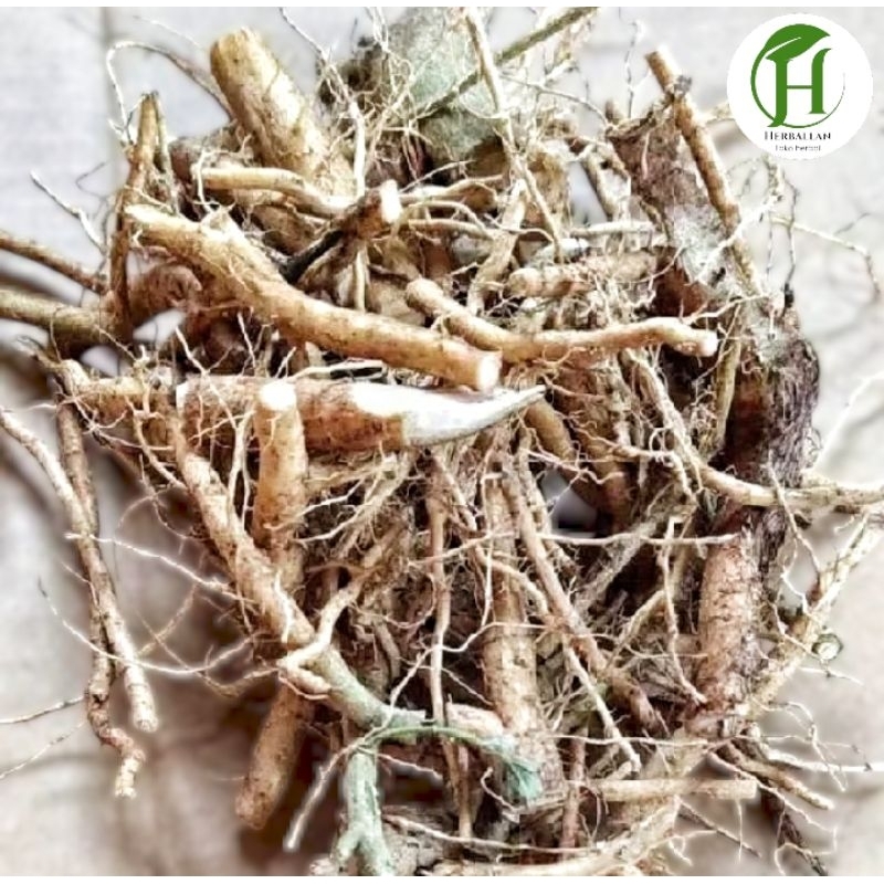 Jual Akar Sidaguri/Sidagori Segar 1 kg | Shopee Indonesia