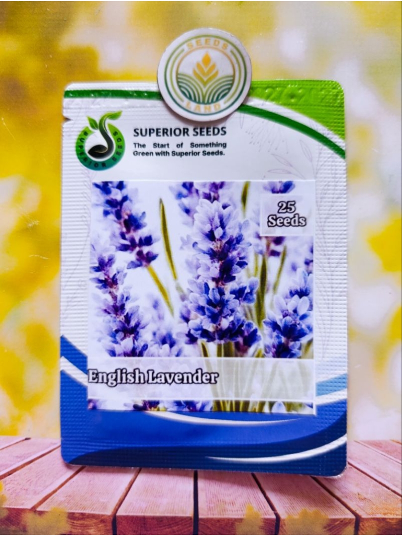 Jual BIJI BENIH BUNGA LAVENDER KEMASAN ORIGINAL ISI ± 25 BUTIR | Shopee ...