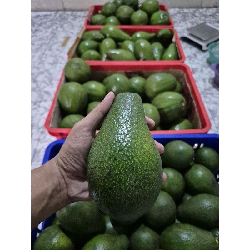 Jual (BESAR) ALPUKAT MENTEGA DARI LERENG MURIA | Shopee Indonesia
