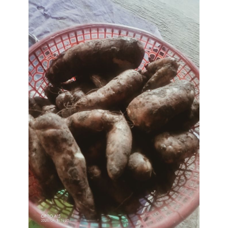 Jual kentang klici/ kentang hitam/ kentang bulu organik banyak khasiat ...